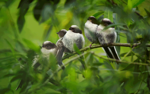 BNG: The spatial risk multiplier explained | The Planner