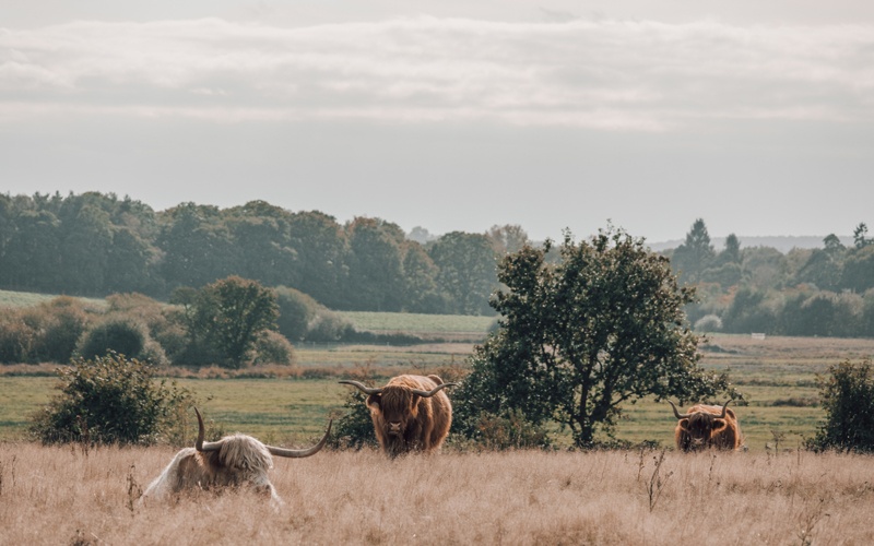 Horsham hits out at inspector’s handling of local plan | The Planner