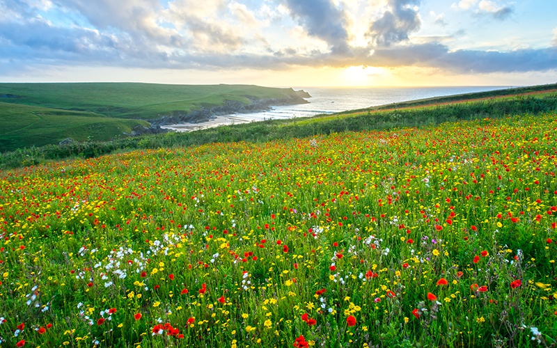 BNG: The spatial risk multiplier explained | The Planner