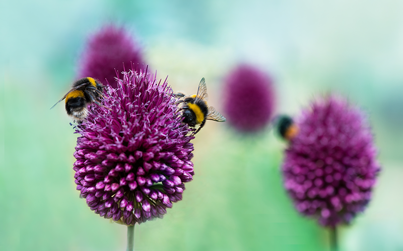 Mandatory BNG to apply from November 2023 | The Planner