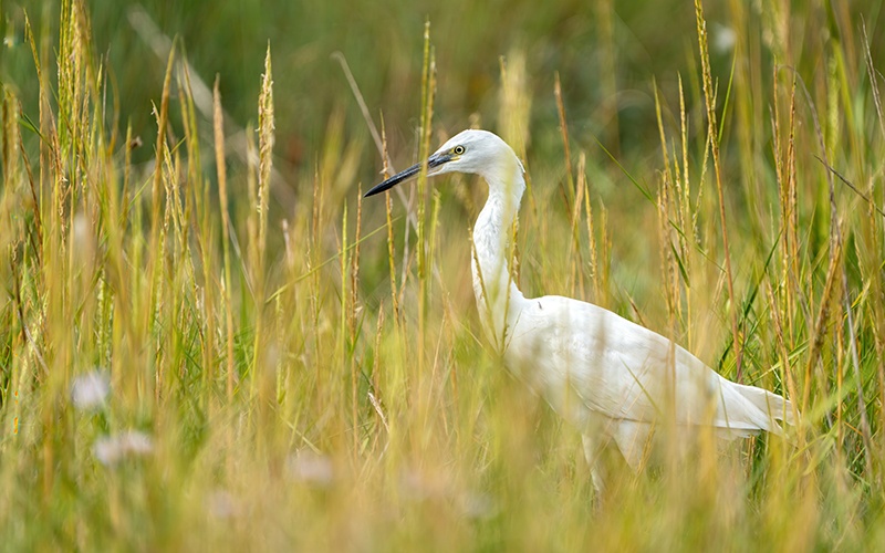 Construction firm and wildlife charity partner on biodiversity project ...
