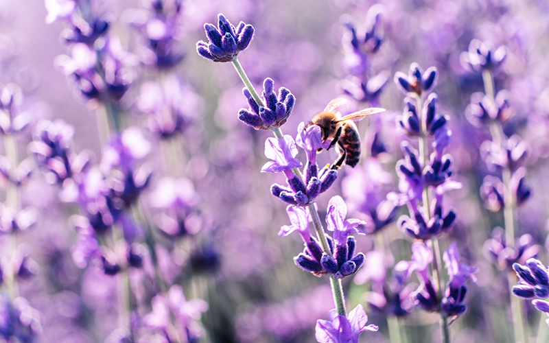 Fareham consults on BNG policy | The Planner