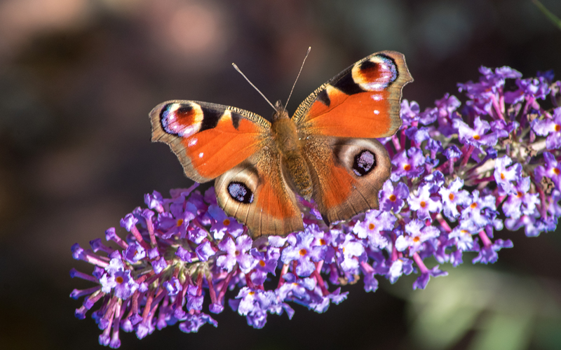 New Welsh bill to tackle climate and nature emergencies | The Planner