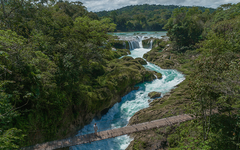 ‘We can then have a jungle all of our own’ | The Planner