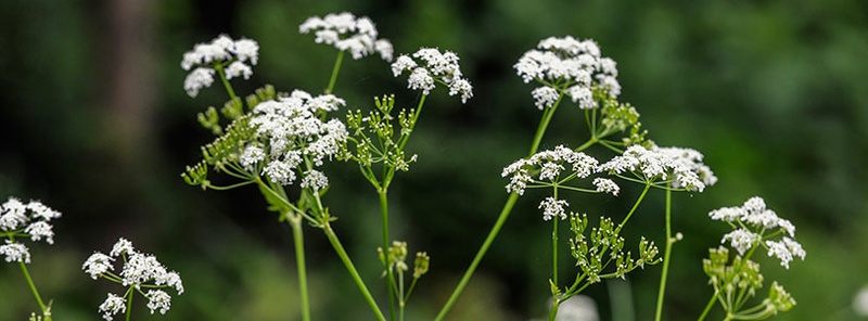 Gove launches Clean Air Strategy | The Planner